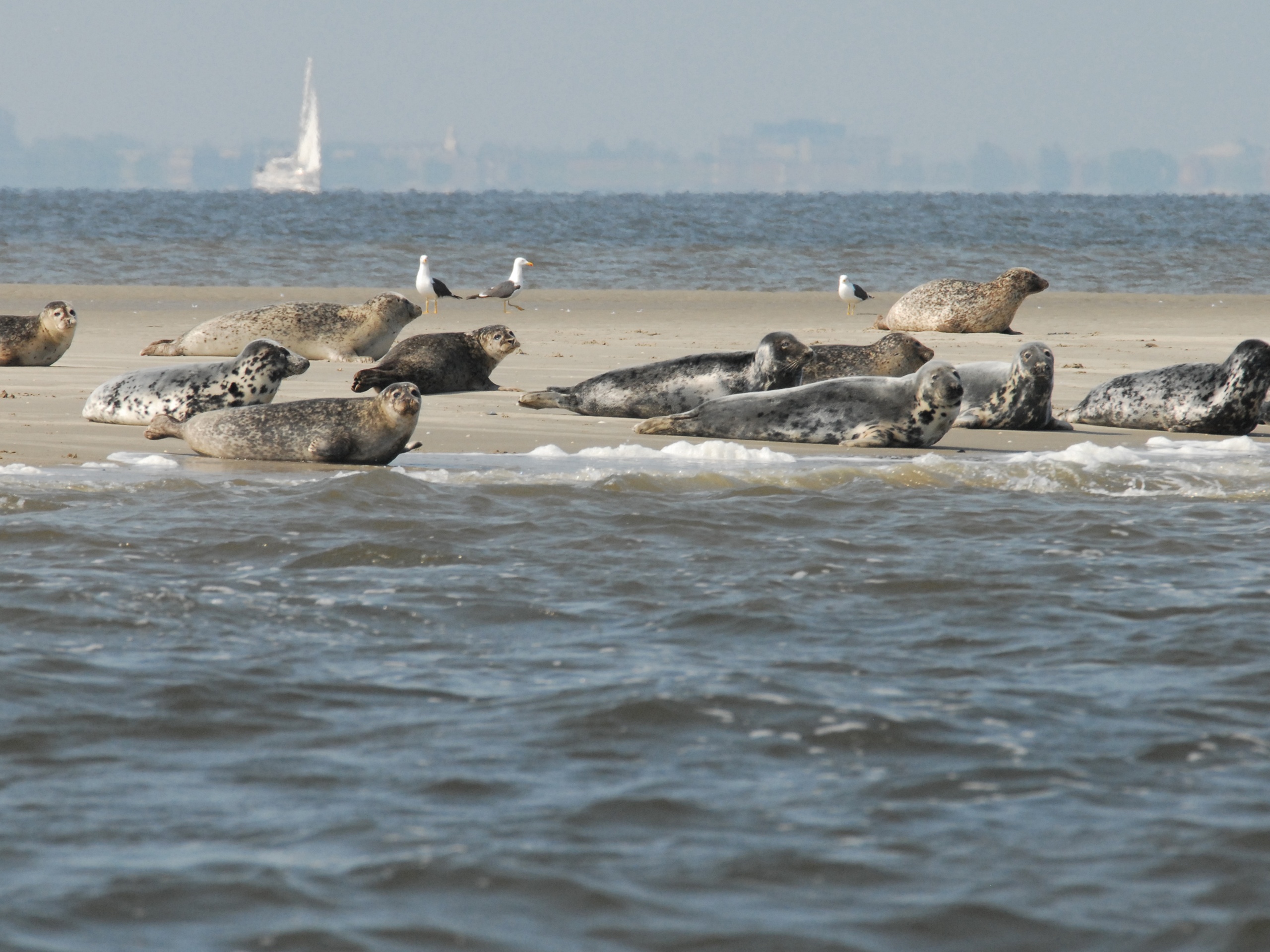 Het Sop Seal tours - VVV Texel