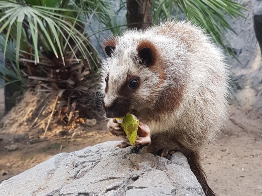 Texel Zoo - VVV Texel