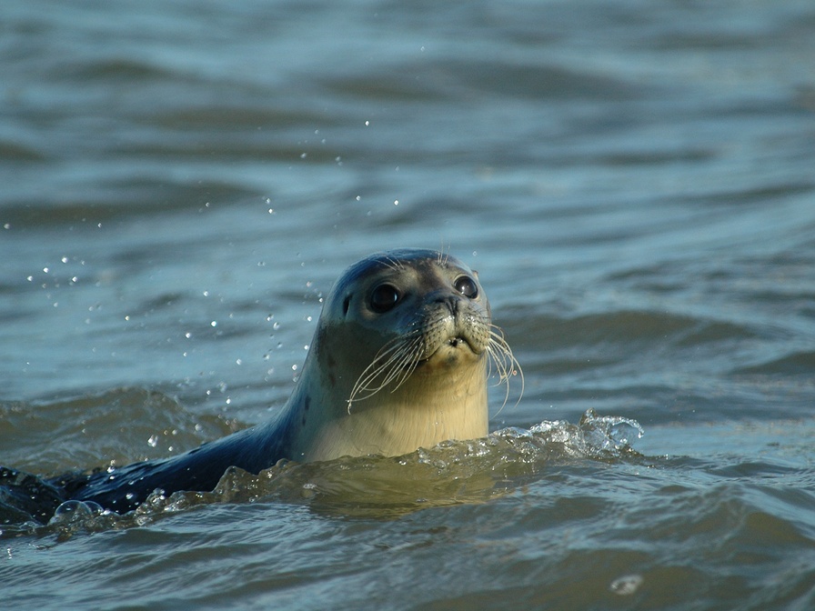 Het Sop Seal tours - VVV Texel