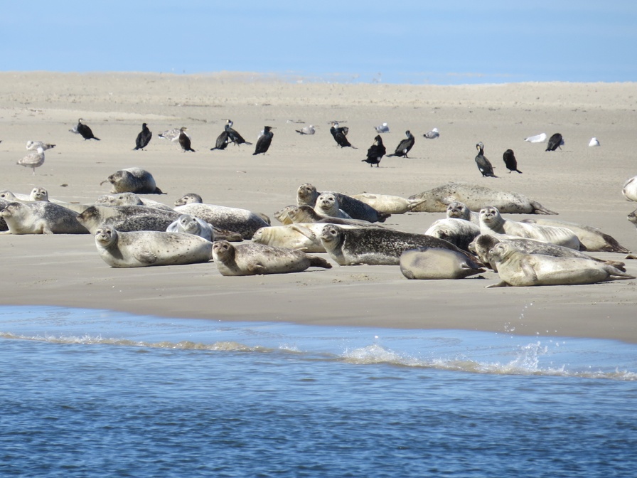 Het Sop Seal tours - VVV Texel