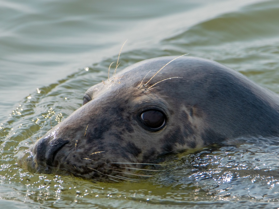 Het Sop Seal tours - VVV Texel